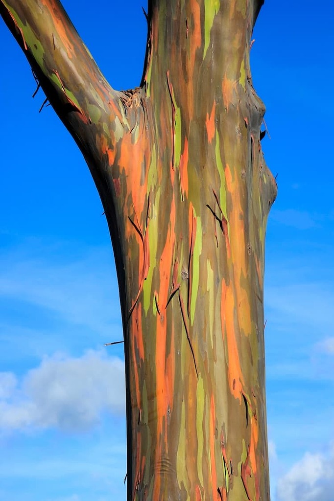 A colorful tree for the Pacific maps - Suggestions - Archive - Enlisted ...